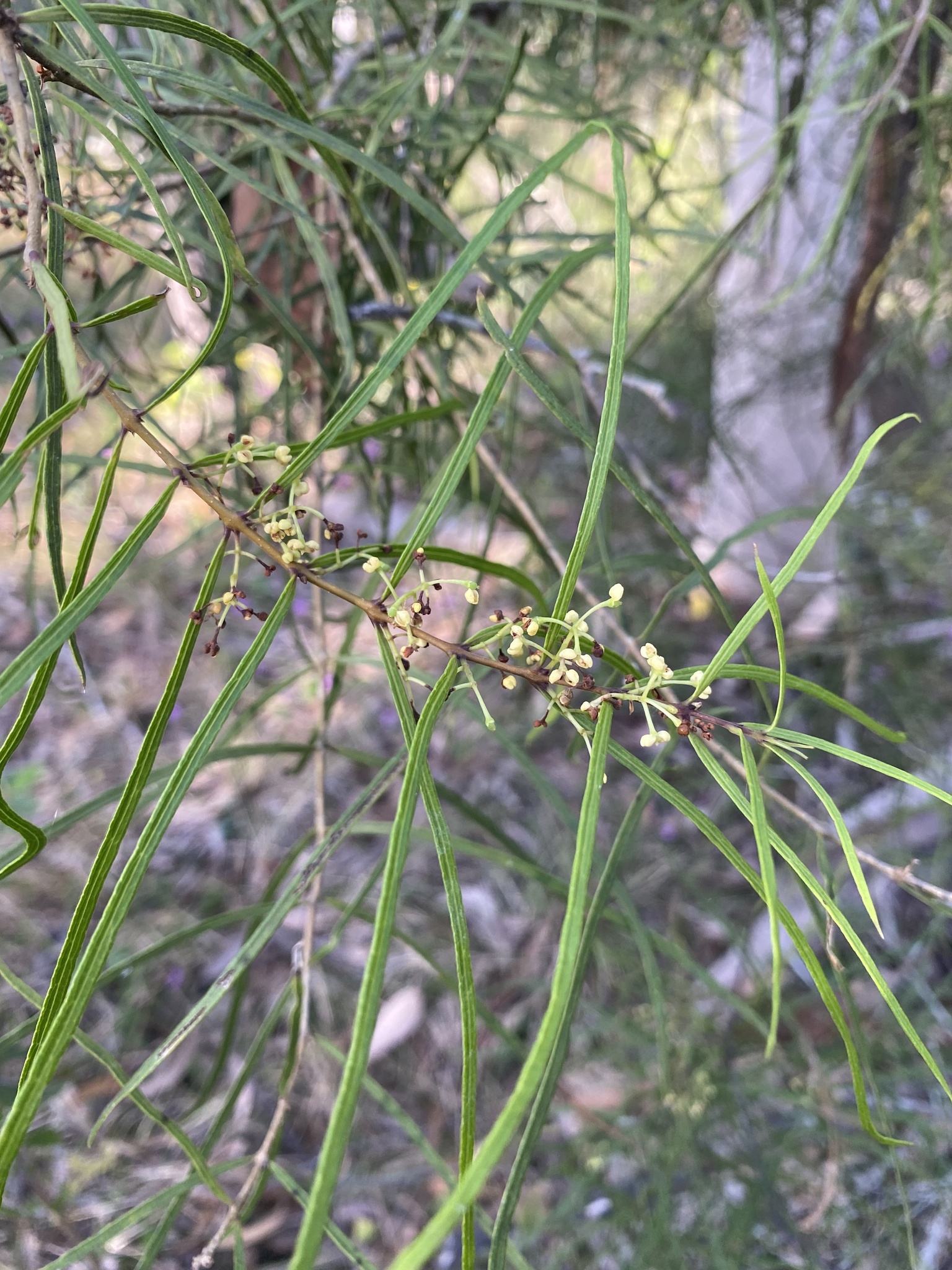 Notelaea lloydii Guymer
