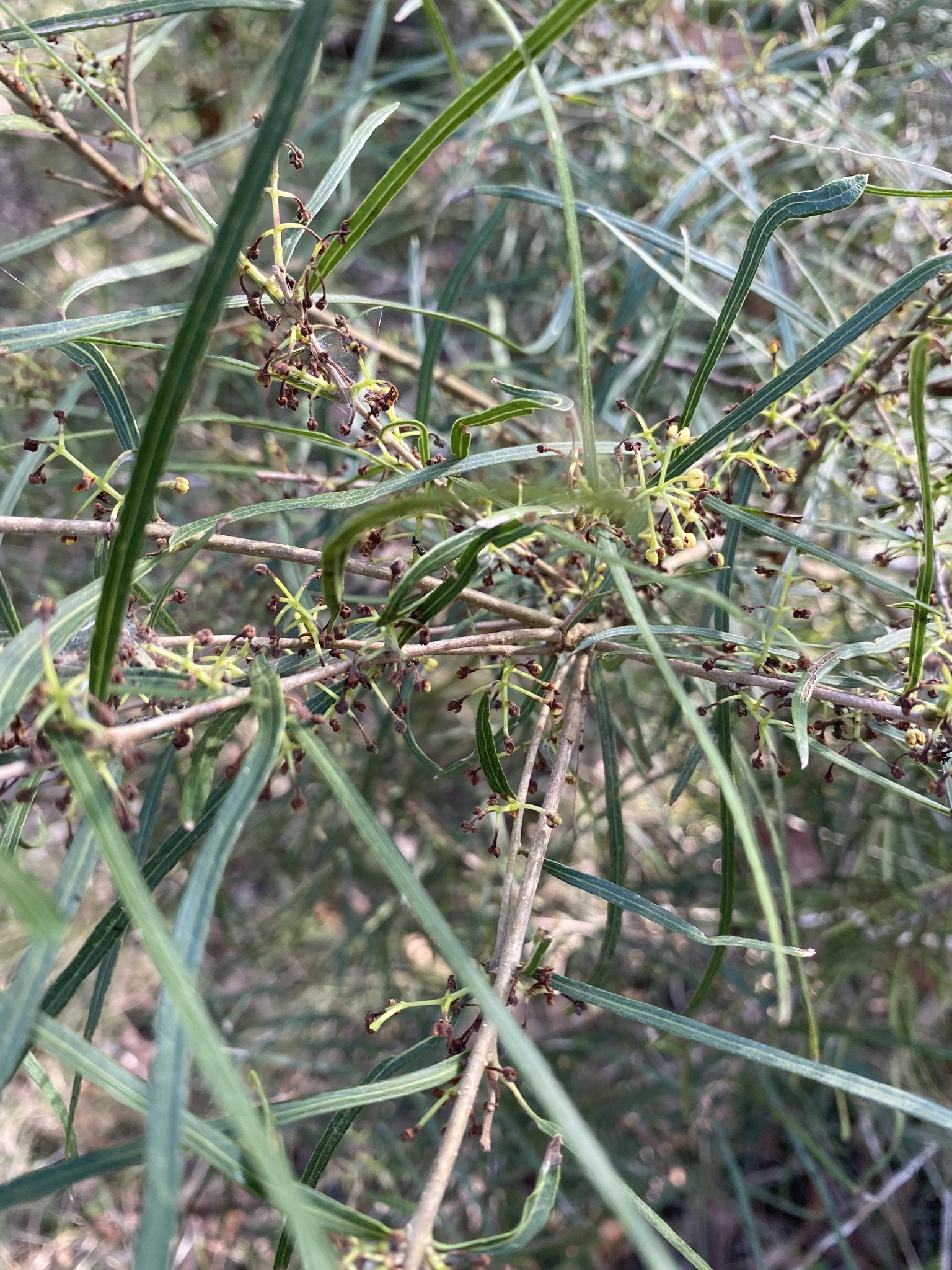 Notelaea lloydii Guymer