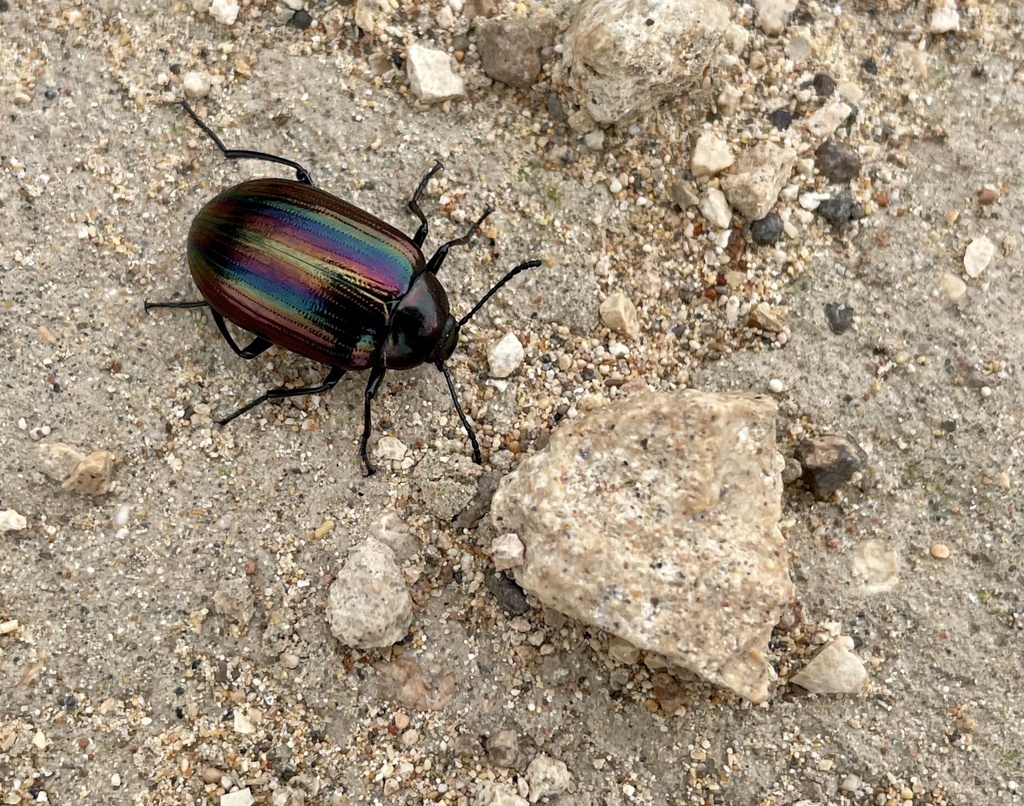 Amarygmini from White Hut SA 5575, Australia on September 7, 2021 by Dr ...