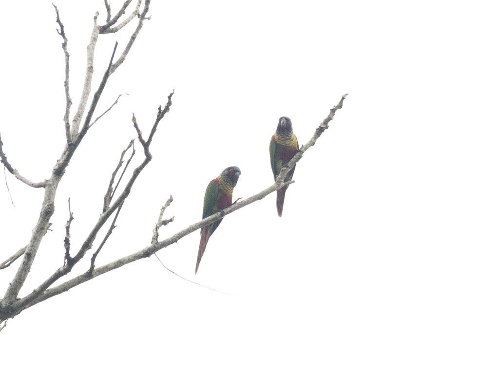 Painted Parakeet in April 2022 by Oswaldo Hernández · iNaturalist
