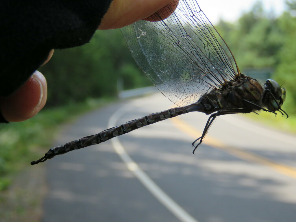 Lake Darner from Lac-Wapizagonke, Shawinigan, QC, Canada on August 29 ...