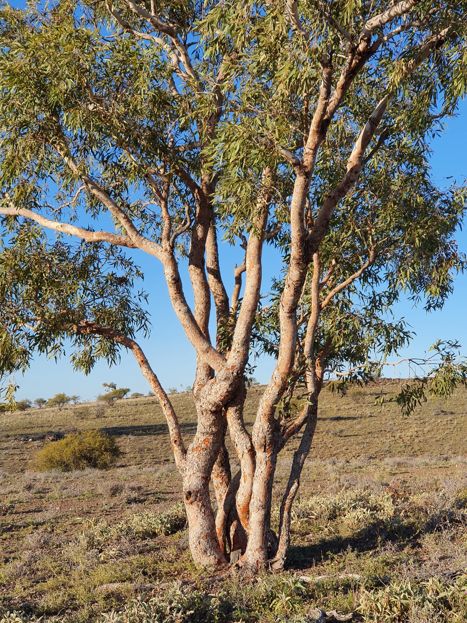 Corymbia terminalis (F.Muell.) K.D.Hill & L.A.S.Johnson
