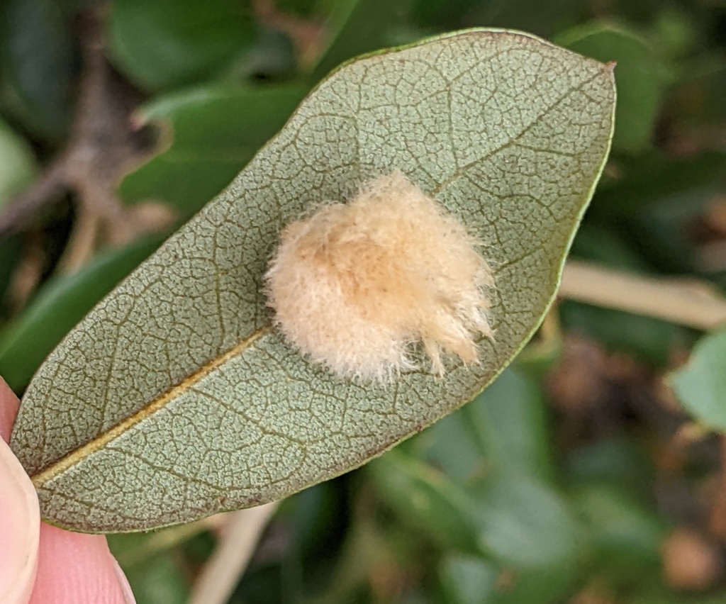 Wool-bearing Gall Wasp from Rosewood, Austin, TX 78702, USA on ...