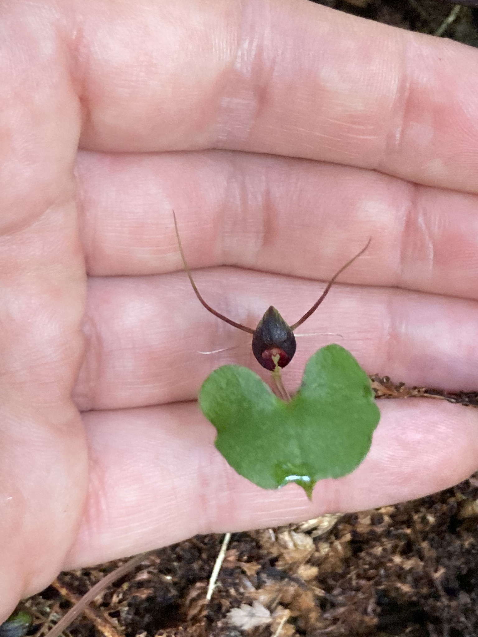 Corybas trilobus (Hook.f.) Rchb.f.