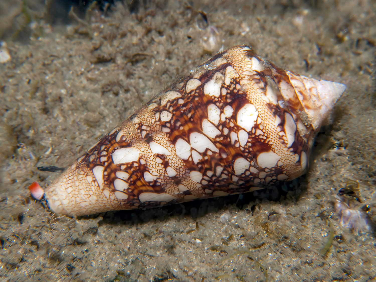 Conus ammiralis Linnaeus, 1758
