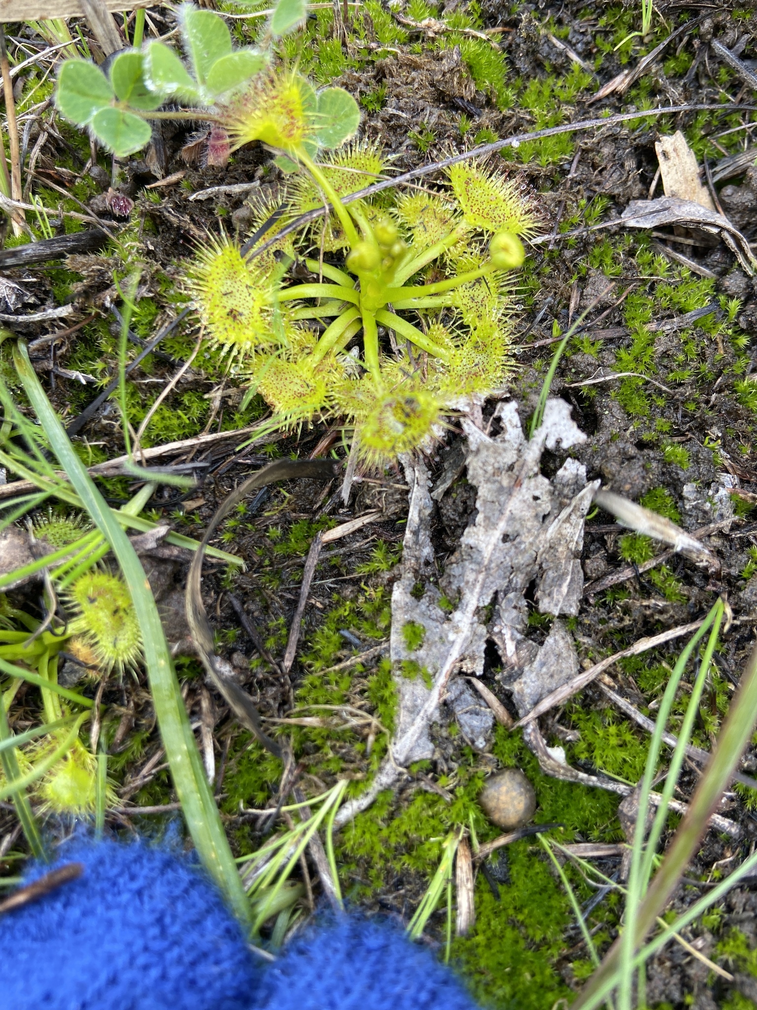 Drosera hookeri R.P.Gibson, B.J.Conn & Conran