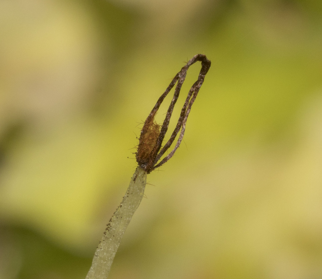 (Symphyogyna circinata) - Botanical Realm