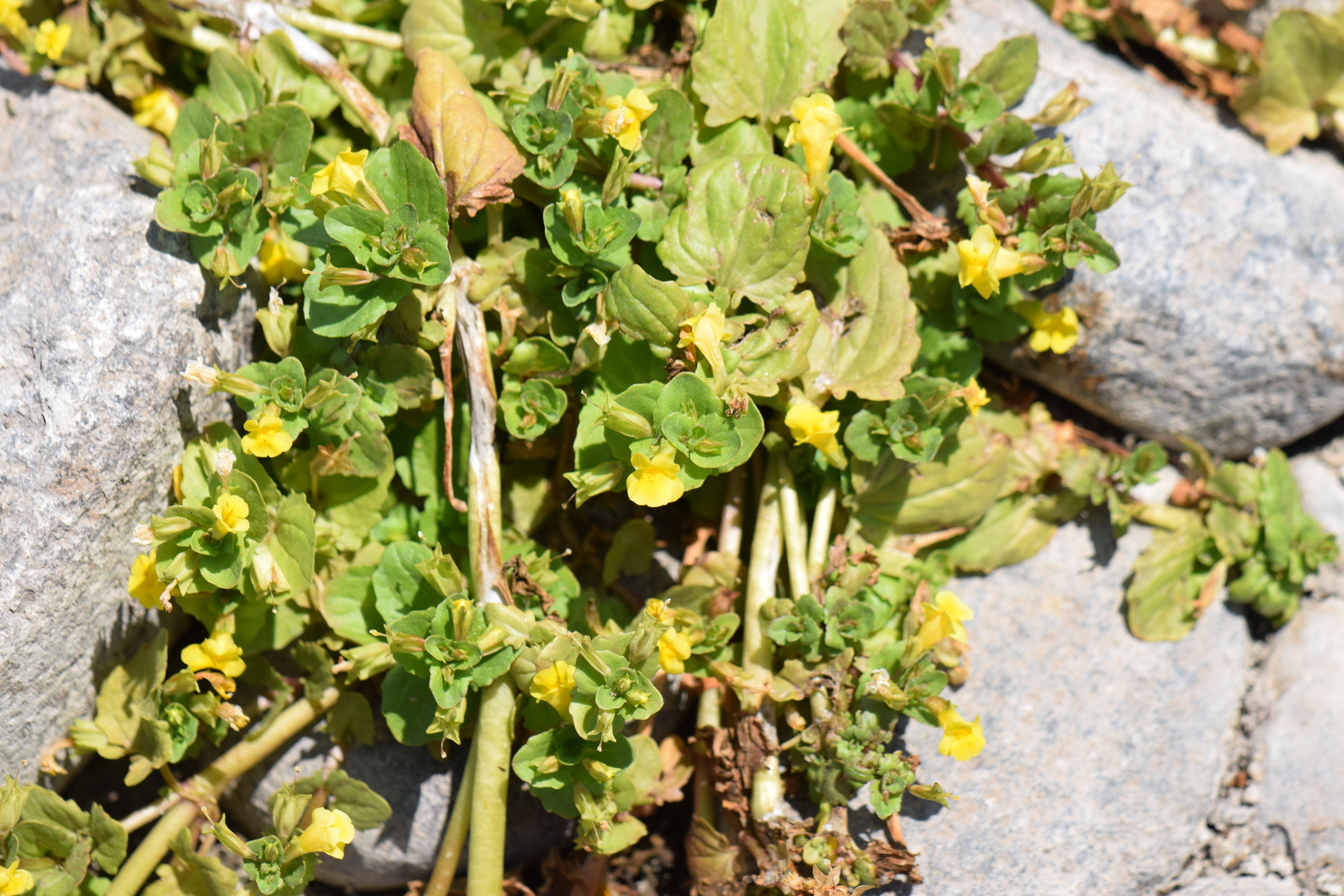 Erythranthe glabrata (Kunth) G.L.Nesom