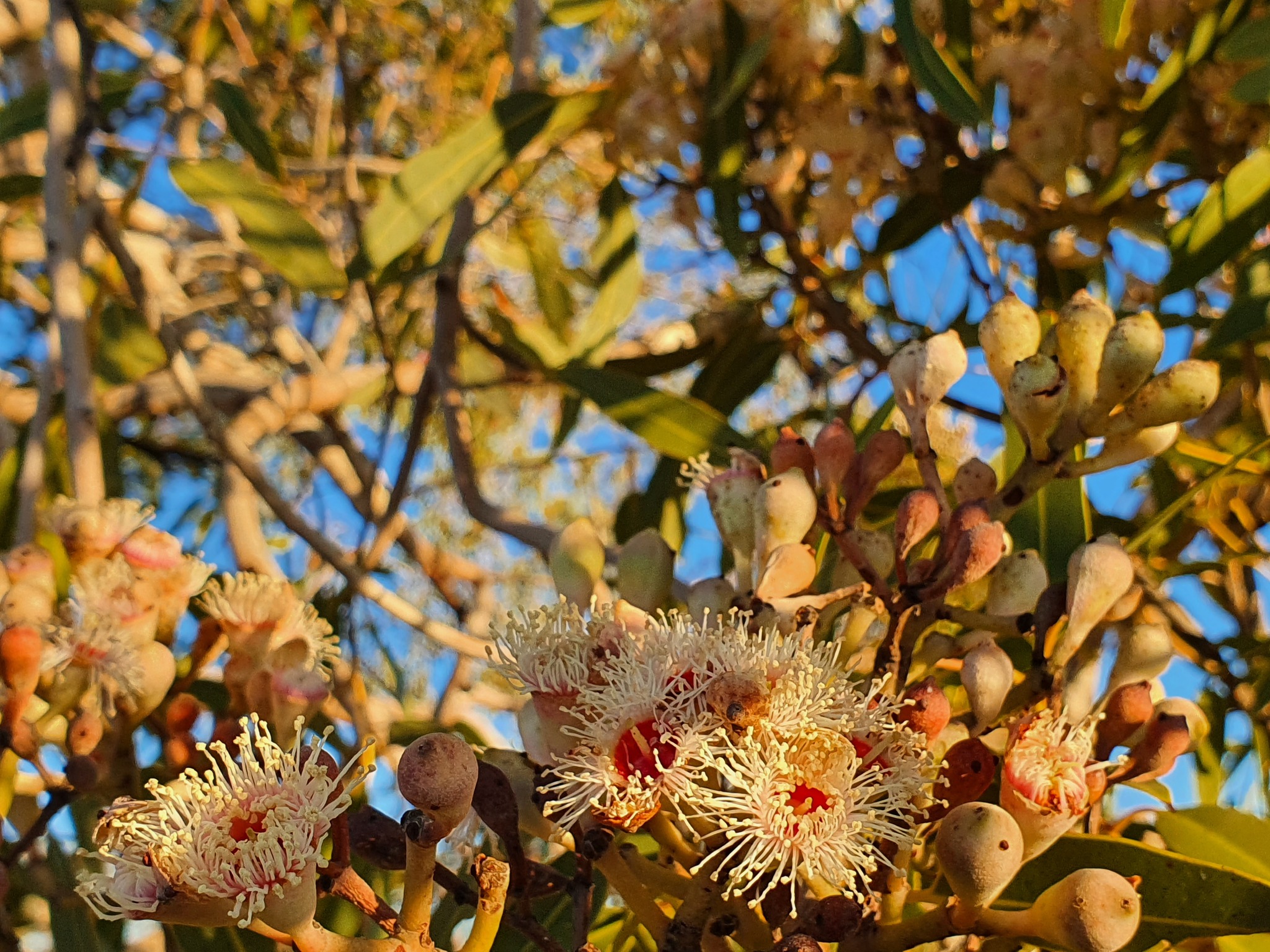Corymbia terminalis (F.Muell.) K.D.Hill & L.A.S.Johnson