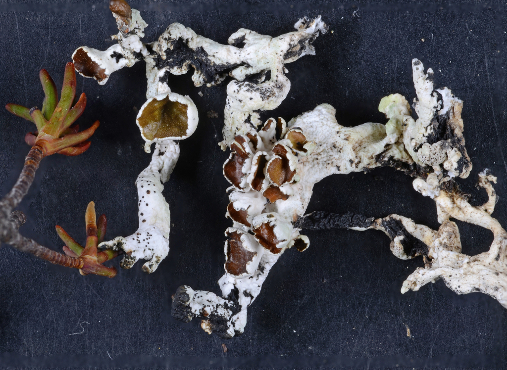 Tube Lichens from Mount Hutt, New Zealand on September 01, 2022 at 02: ...