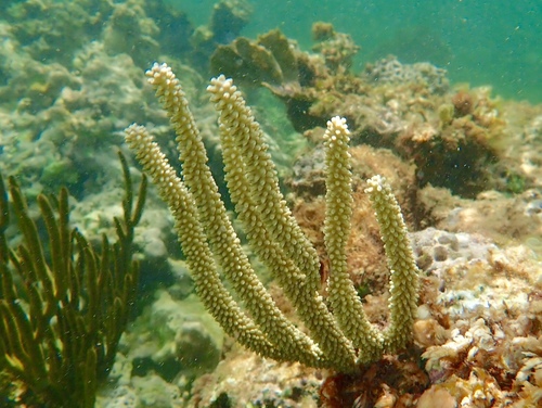 Knobby Sea Rods (North Carolina Aquarium at Fort Fisher) · iNaturalist