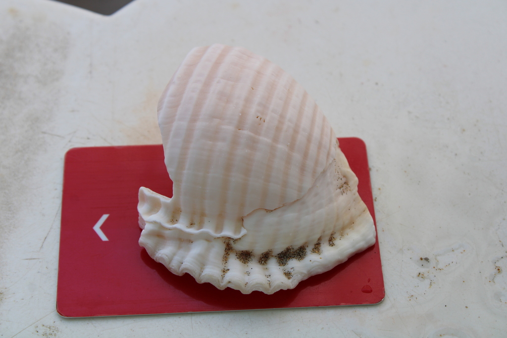 Grinning Tun Snail from Cerritos, 82112 Mazatlán, Sin., México on ...