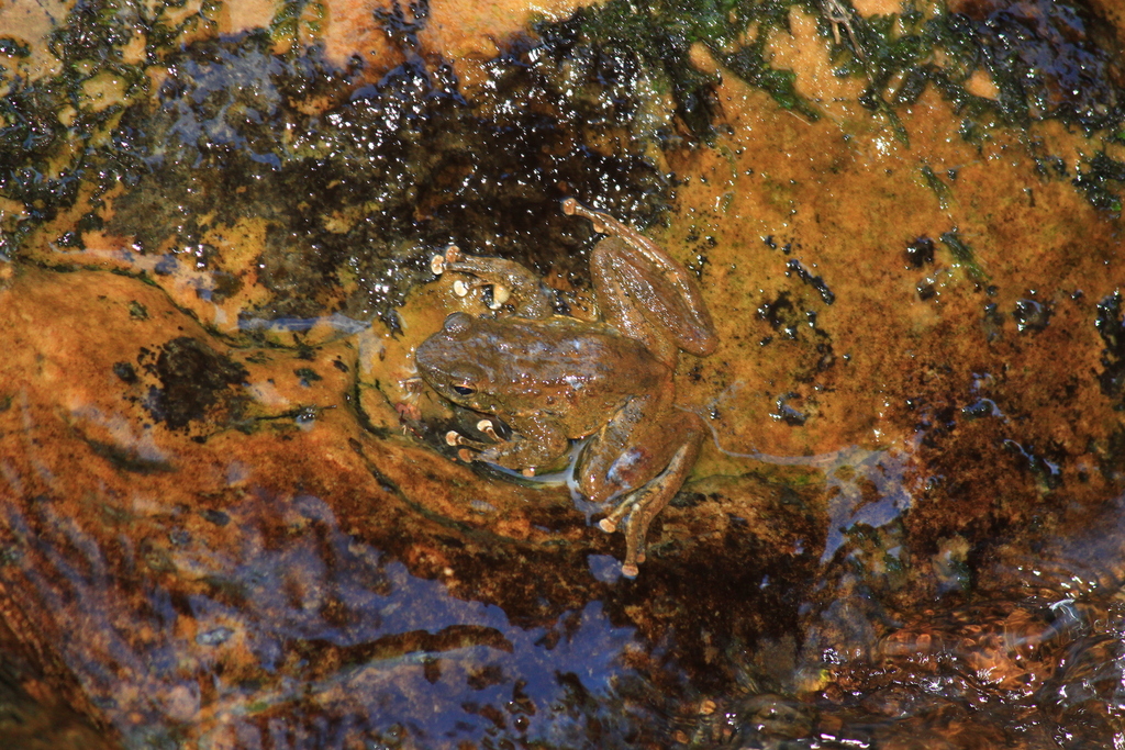 Chinese Torrent Frog from Wulingyuan District, Zhangjiajie, Hunan ...