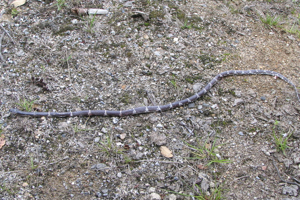 Northern Large-toothed Snake from Zhemgang, Bhutan on April 16, 2007 by ...