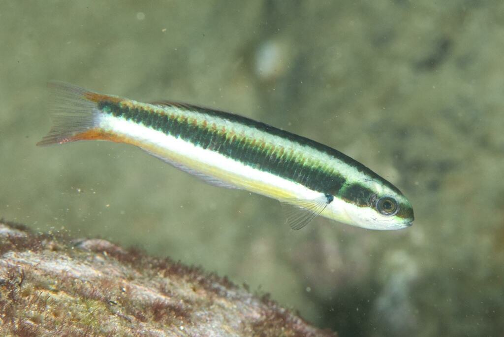 Indo-Pacific Bluehead Wrasse (Fishes of Cabbage Tree Bay Aquatic ...