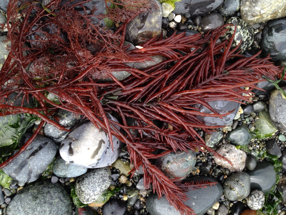 true red algae (Eurhodophytina) - Botanical Realm