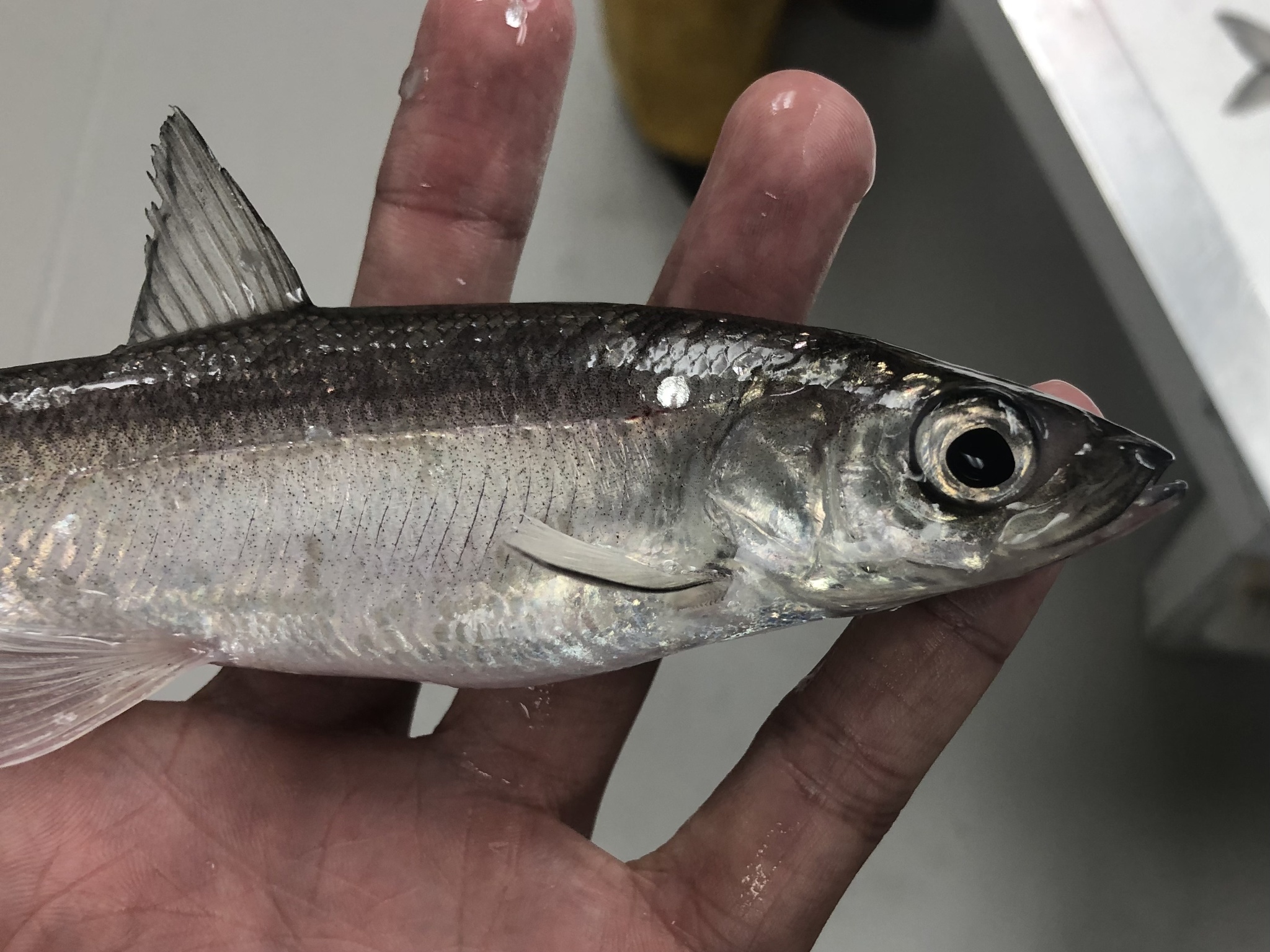 Coregonus kiyi (Koelz, 1921)