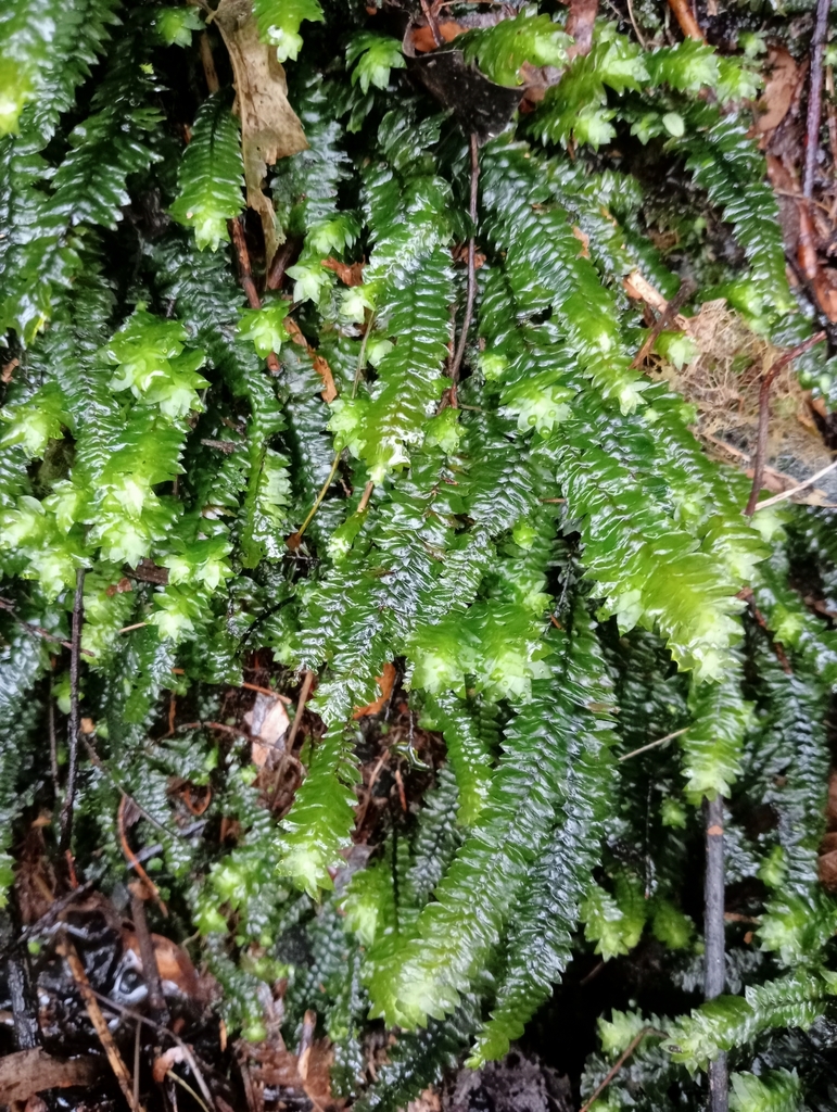 quill moss from Glenleith, Dunedin 9010, New Zealand on September 02 ...