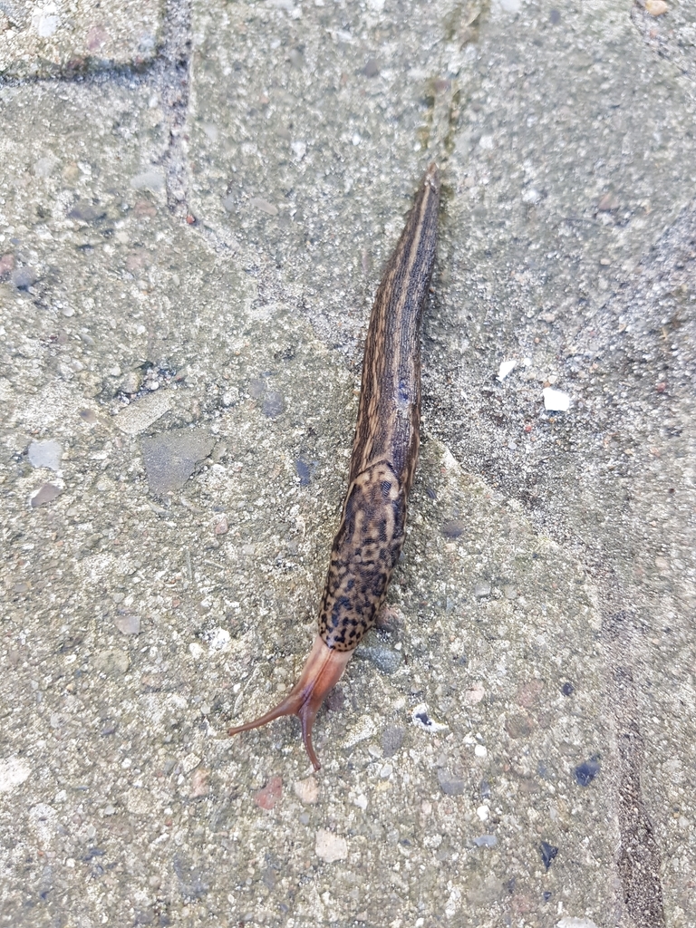 Leopard Slug from Hvidovre on September 02, 2022 at 09:34 AM by ...