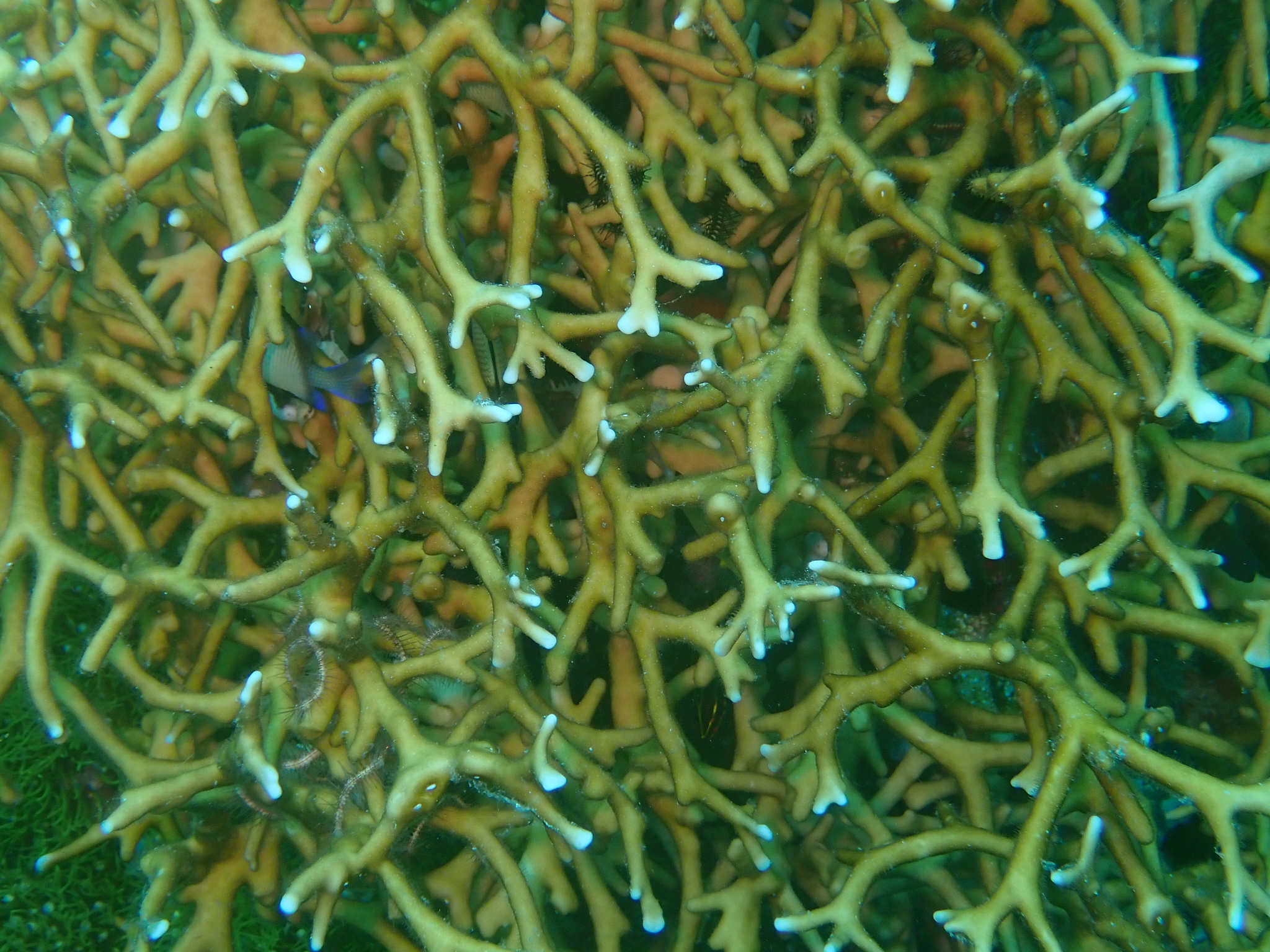 Millepora tenera Boschma, 1949