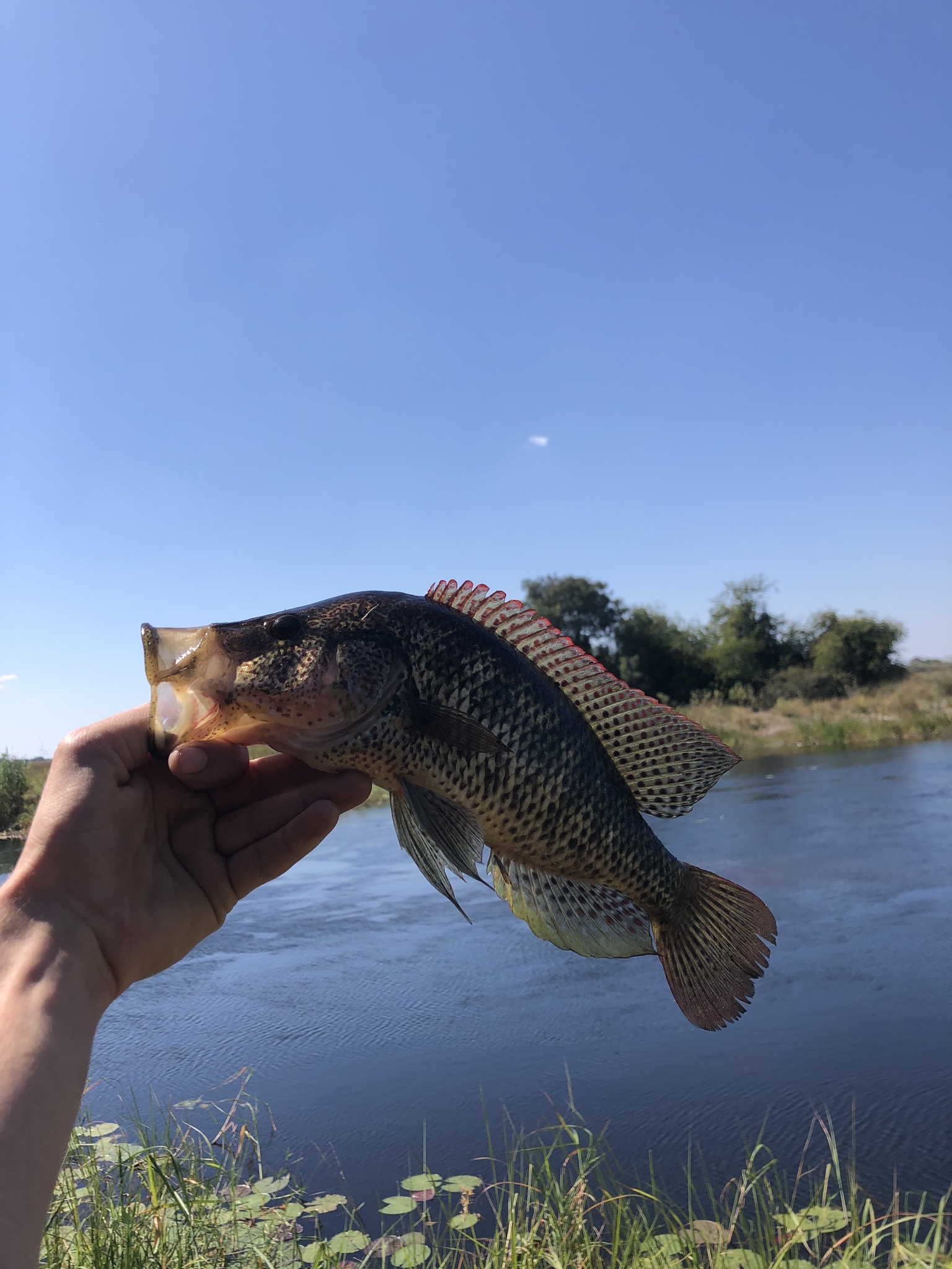 Serranochromis angusticeps (Boulenger, 1907)