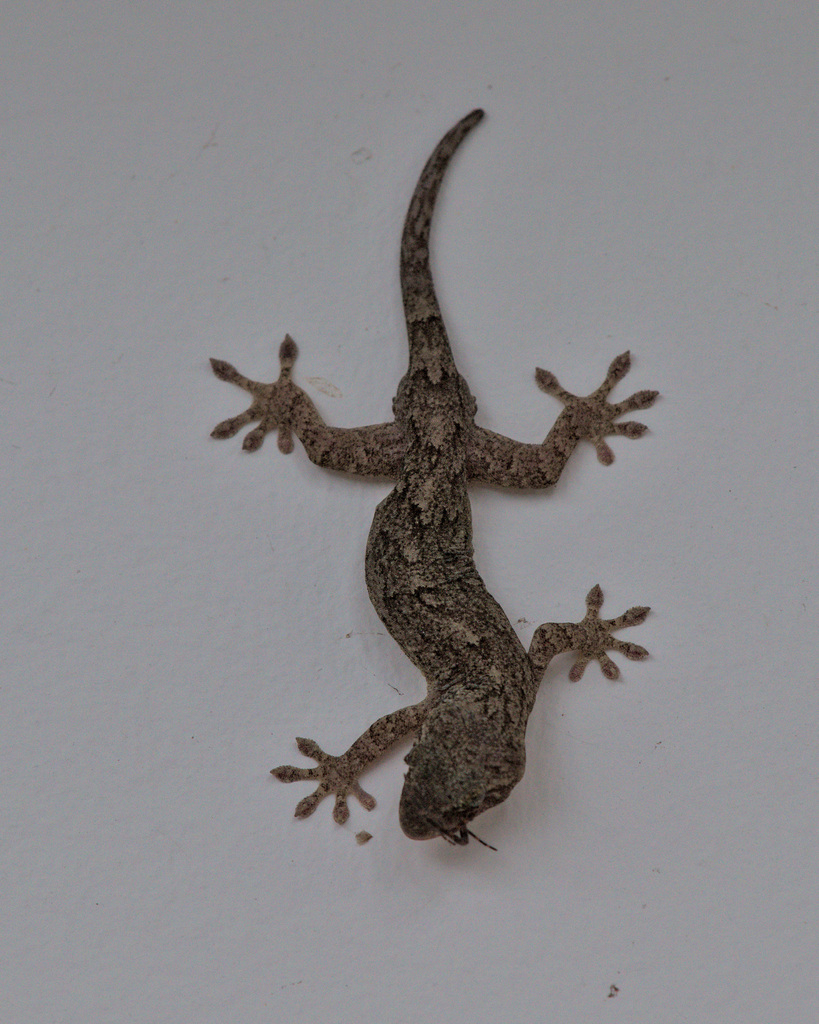 Japanese Giant Gecko from Futamicho Chaya, Ise, Mie 519-0609, Japan on ...