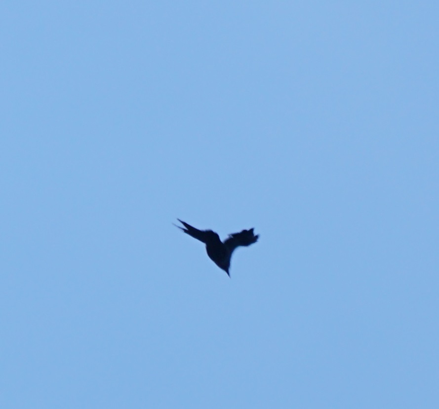 Corvus enca (Horsfield, 1821)