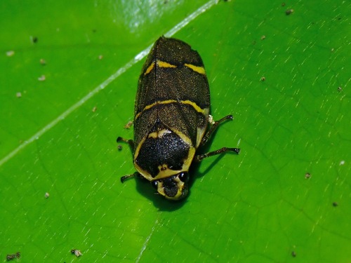 Phymatostetha cincta · iNaturalist
