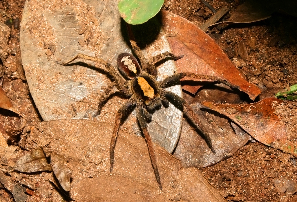 Ornate Tropical Wandering Spider from R. Duque de Caxias, 225 - Caixa ...