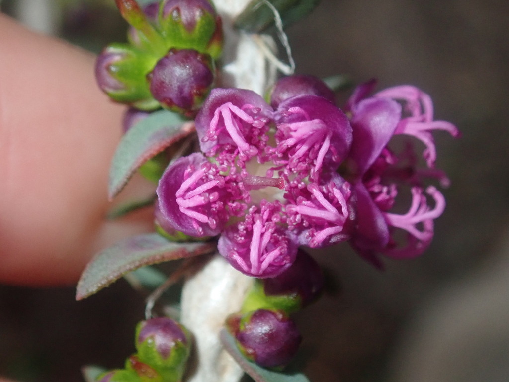 Melaleuca violacea from Stirling Range National Park, Gnowangerup ...