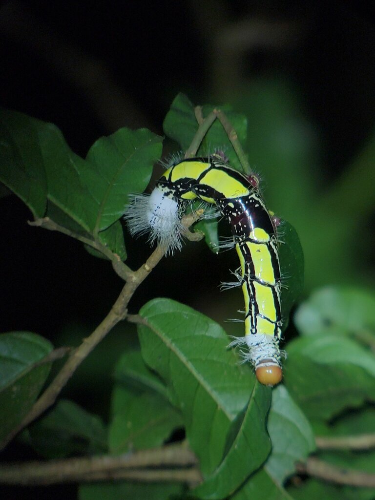 Prominent Moths from Puntarenas Province, Monteverde, Costa Rica on ...