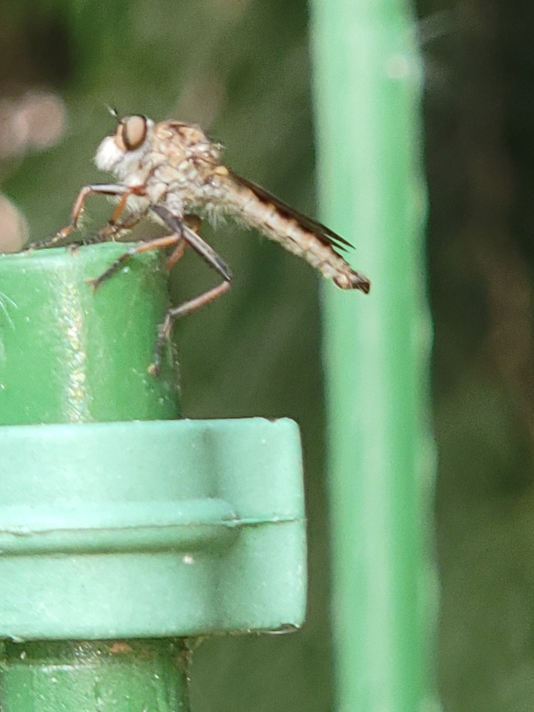 Asilinae from Inglewood-Finn Hill, Kirkland, WA 98034, USA on August 14 ...