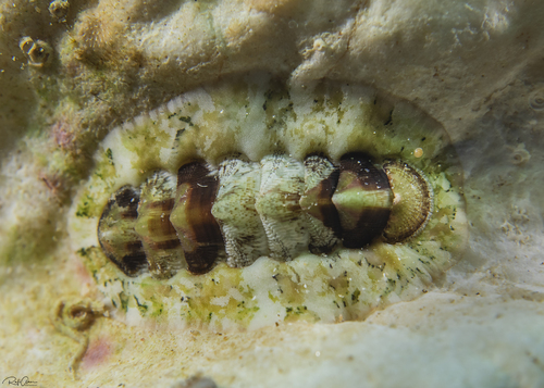 Lucilina sueziensis · iNaturalist