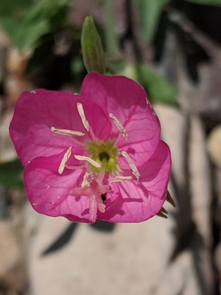 rose evening primrose from Arizona Trail, Elgin, AZ 85611, USA on ...