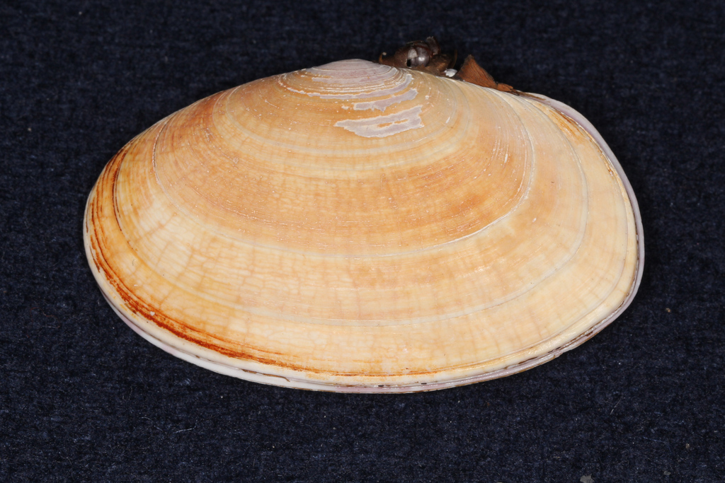 Purple Sunset Clam from Stewart Island, New Zealand on January 27, 2000 ...
