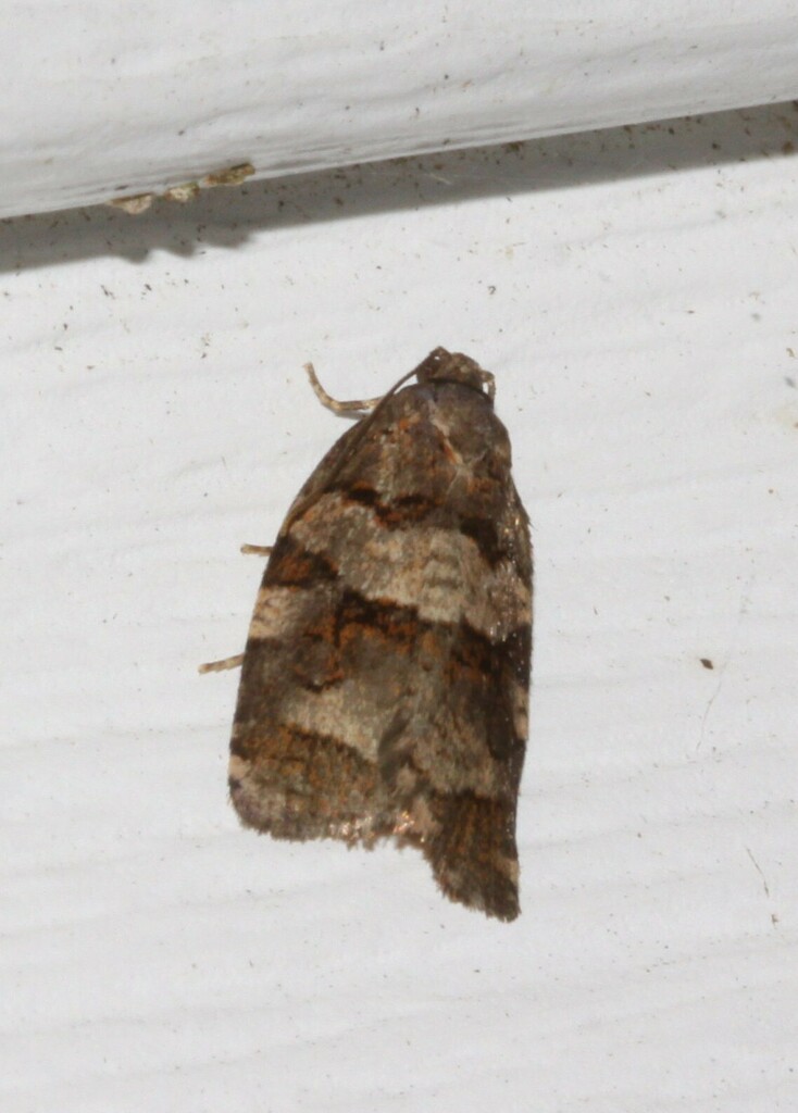 Archips alberta from Pabos, 17 rue Baie-Bleue Le Rocher-Percé, QC ...
