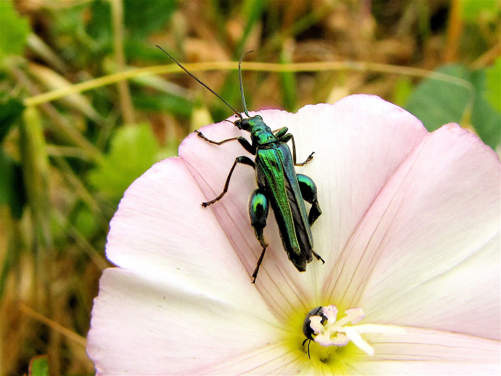 Thick-legged Flower Beetle from San Vincenzo, Genova GE, Italia on May ...