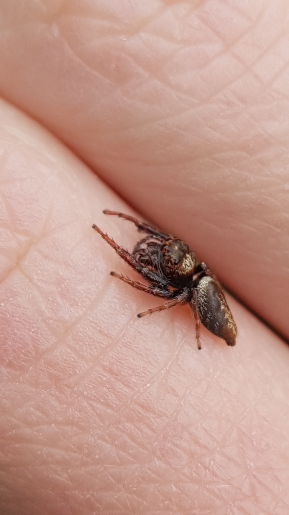 Cyclops Jumping Spider from Flagstaff, Hamilton, New Zealand on ...