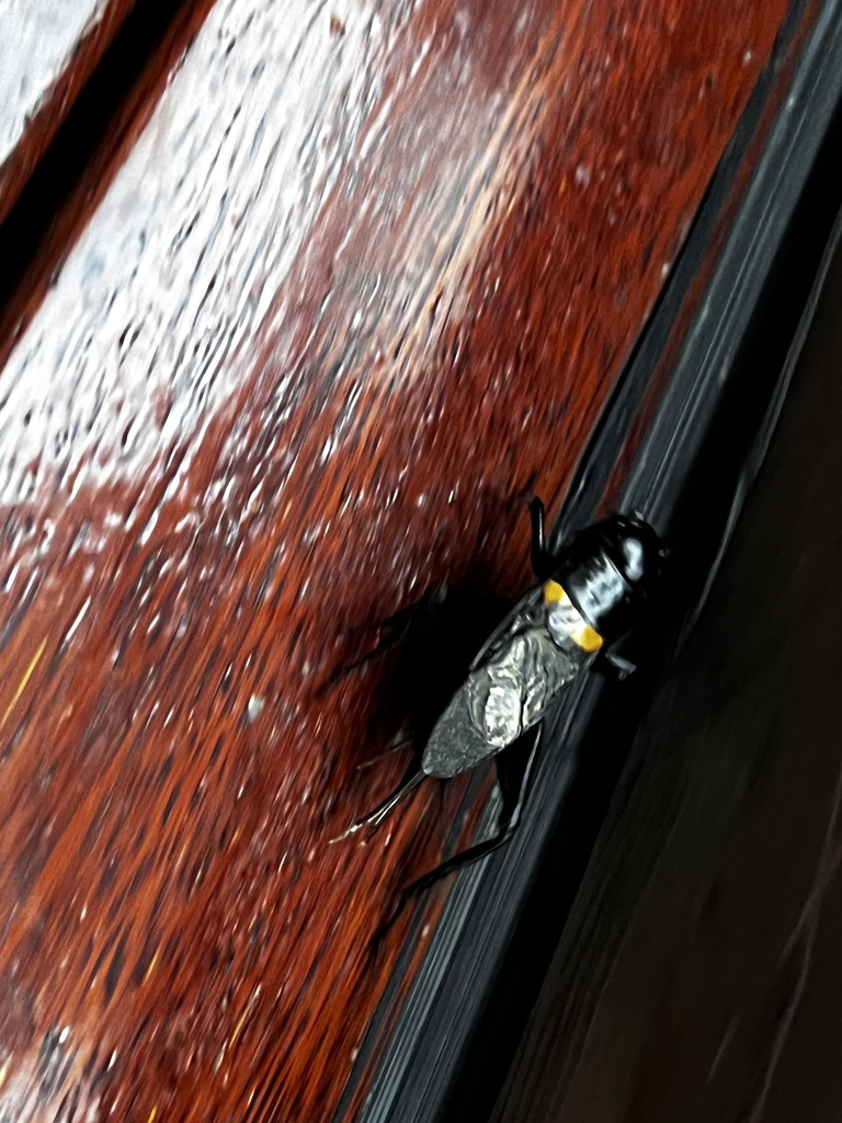 Southern Field Cricket from Zhujiang New Town, Guangzhou, Guangdong, CN ...