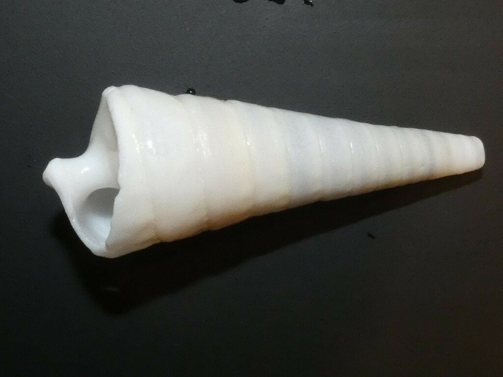 Bell Clapper from Perth WA, Australia on August 30, 2022 at 07:23 AM by ...