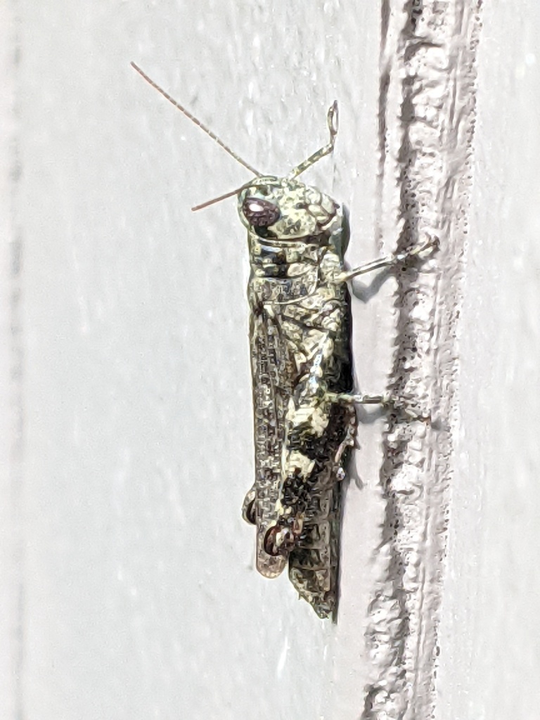 Pine tree Spur-throat Grasshopper from Allen County, IN, USA on ...