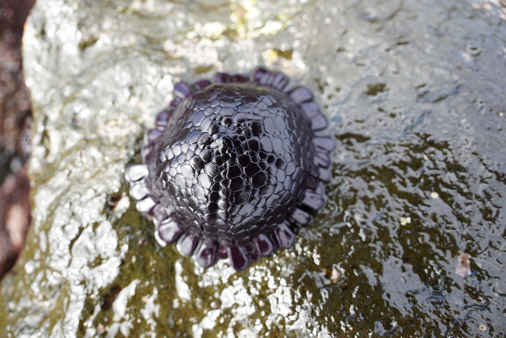 Shingle Urchin from Saint-Pierre, RE-PR, RE on August 31, 2022 at 10:36 ...