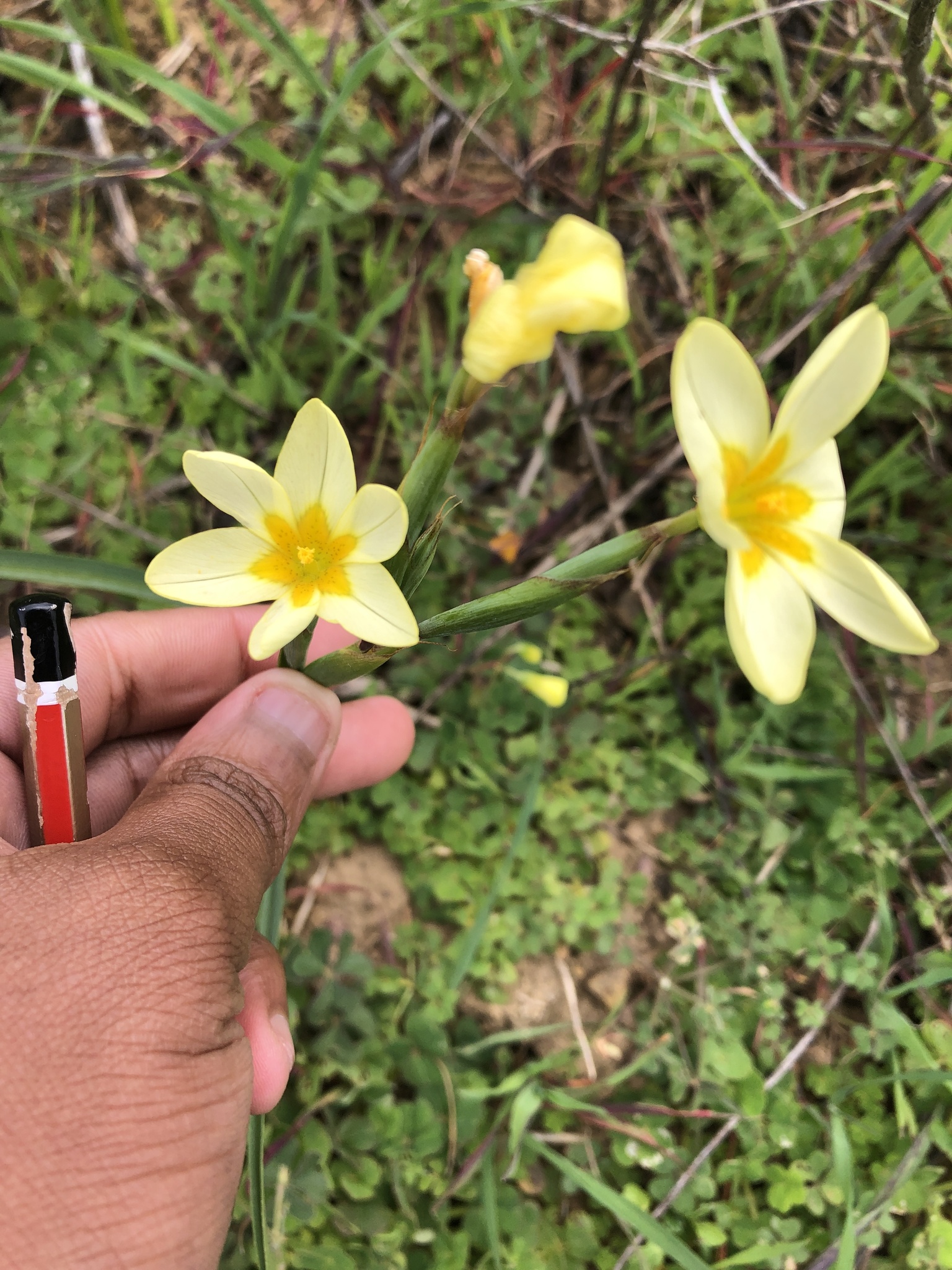 Moraea collina Thunb.