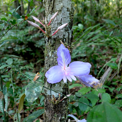 Heterostemon ellipticus · iNaturalist