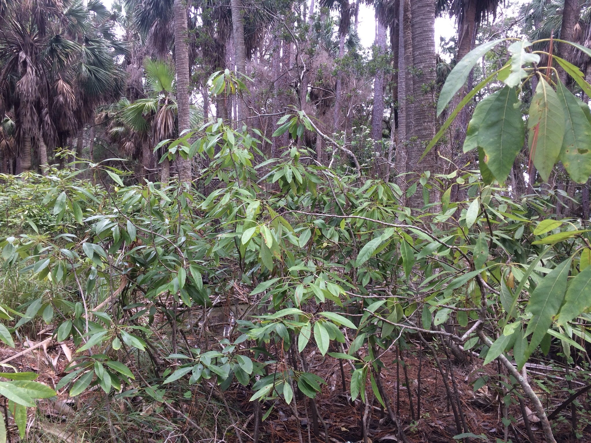 Leitneria floridana Chapm.