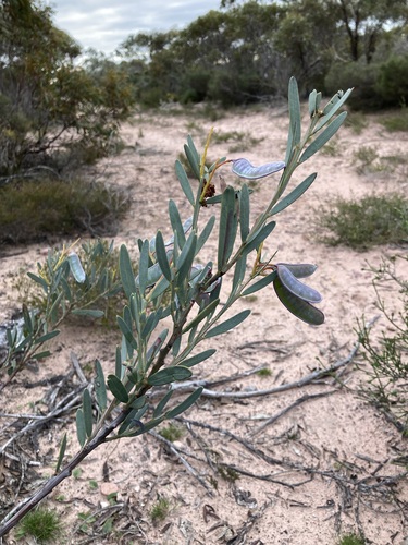 Acacia subcaerulea · iNaturalist