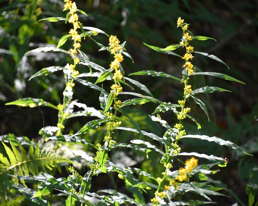 Mountain Decumbent Goldenrod from Pocahontas County, WV, USA on ...
