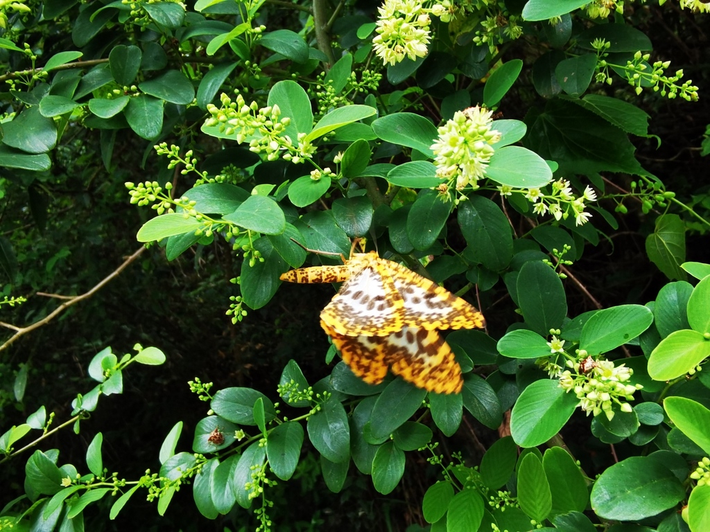 Berchemia kulingensis from 中国重庆市涪陵区武陵山乡 邮政编码: 408019 on August 06, 2022 ...