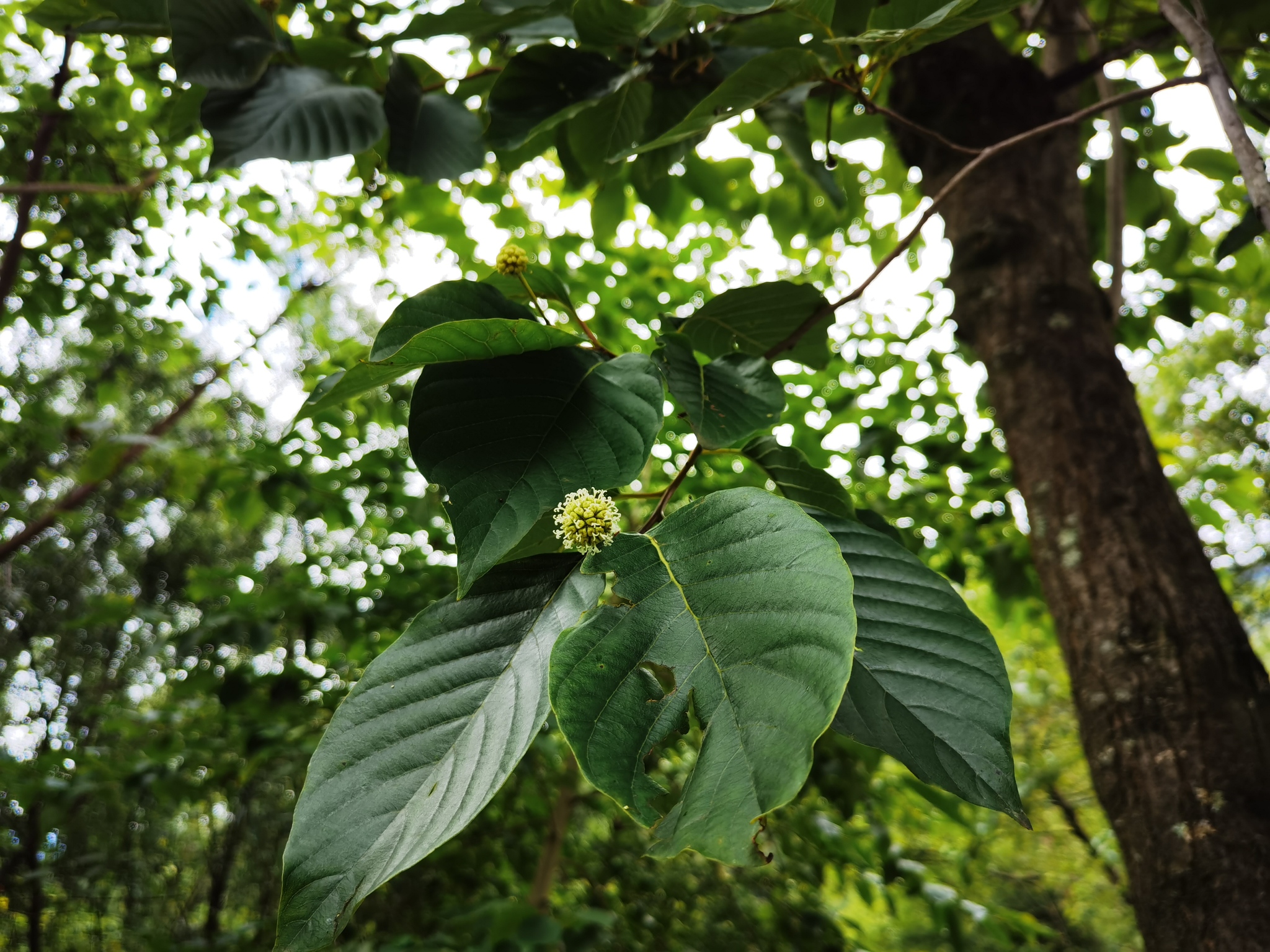 Camptotheca acuminata Decne.