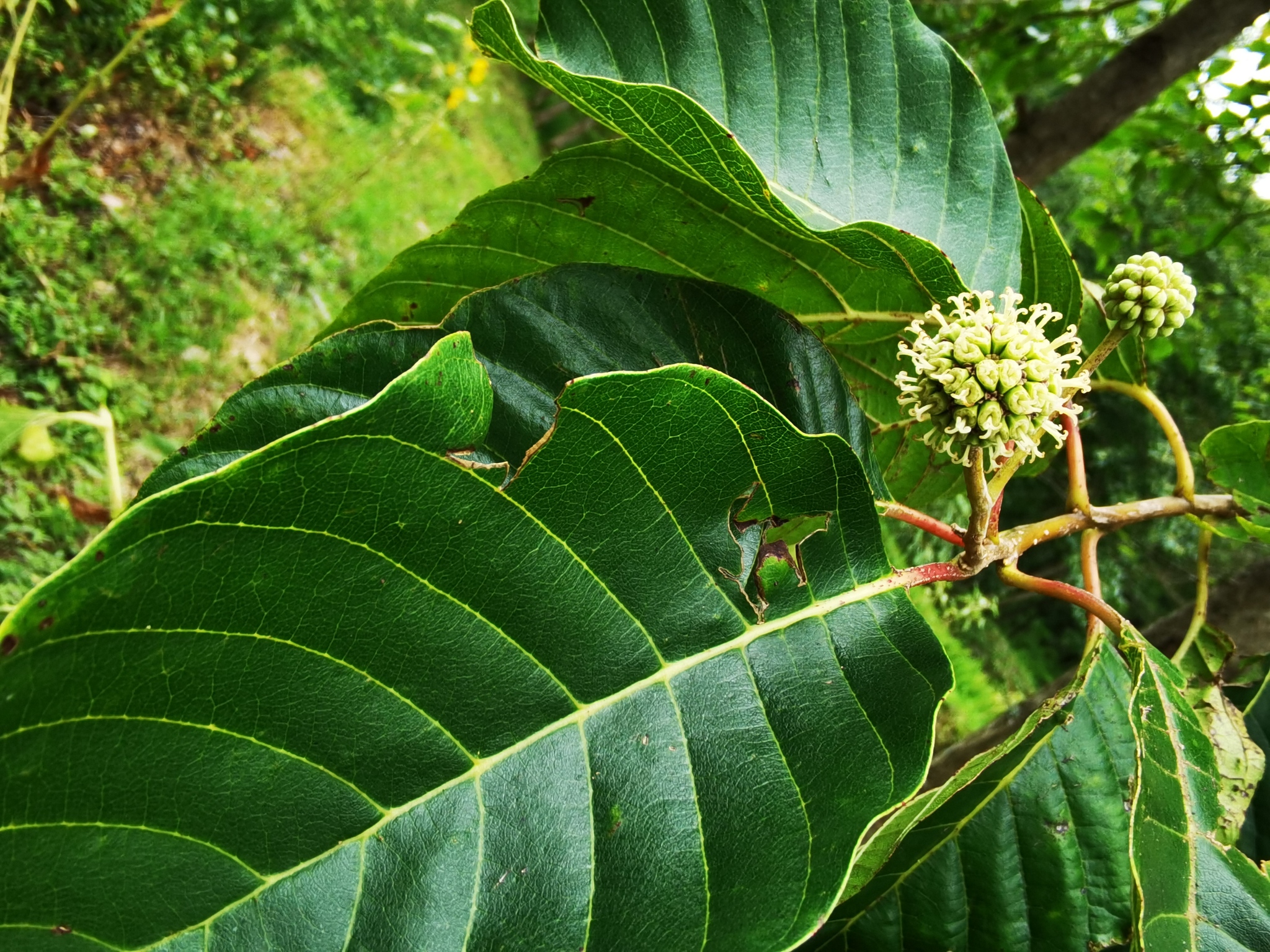 Camptotheca acuminata Decne.